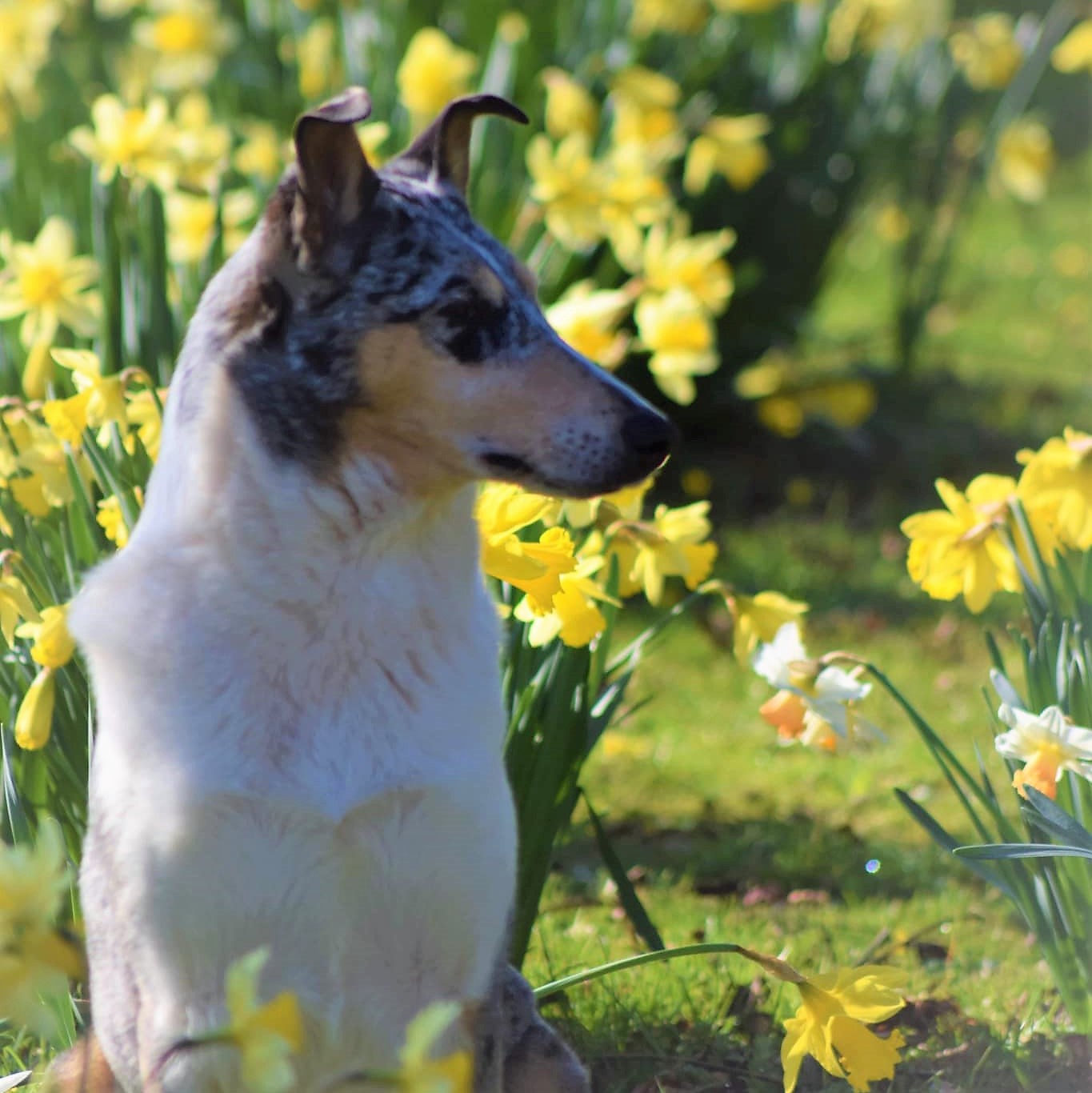Roll of Honour – Smooth Collie Shows GB
